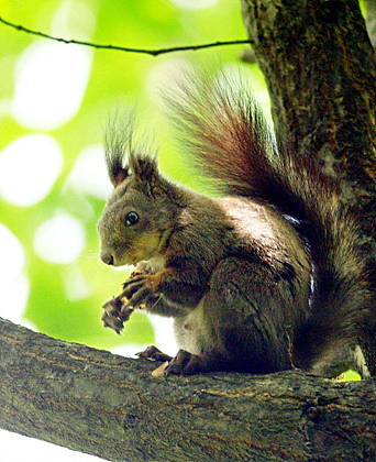 청설모와 다람쥐의 차이 : 네이버 블로그