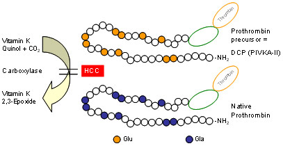 원발성간암 표지자 PIVKA-II (DCP), AFP, AFP-L3 검사 : 네이버 블로그