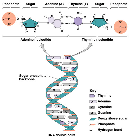 핵산 종류와 구조 - DNA, RNA : 네이버 블로그