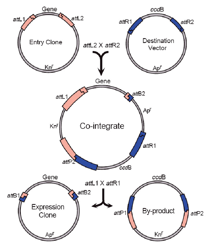 Gateway Cloning 기초 이론 (1 ) : 네이버 블로그