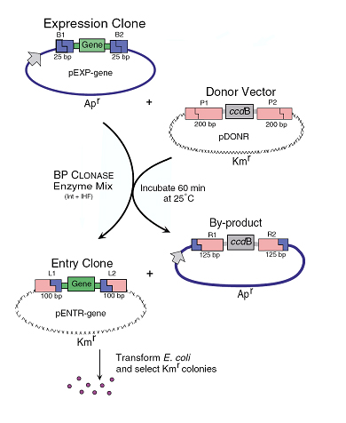 Gateway Cloning 기초 이론 (1 ) : 네이버 블로그
