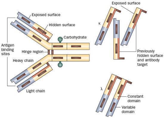 유리경쇄(free light chain, FLC) 정량분석, 형질세포종양에서 활용 : 네이버 블로그