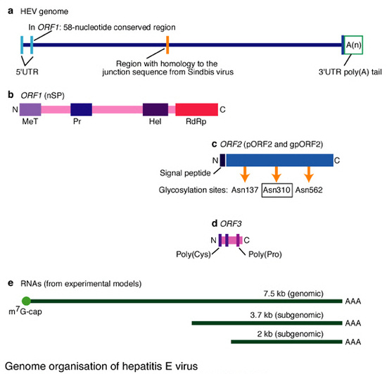 E형 간염 (hepatitis E) - 역학, 증상, 진단 및 치료, 국내 실태 : 네이버 블로그