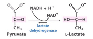 LDH (Lactate Dehydrogenase, LD) 측정과 임상적 의의 : 네이버 블로그