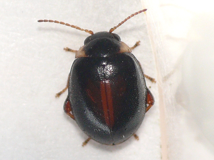 알꽃벼룩과 - Scirtes orbiculatus Fabricius, 1801 : 네이버 블로그