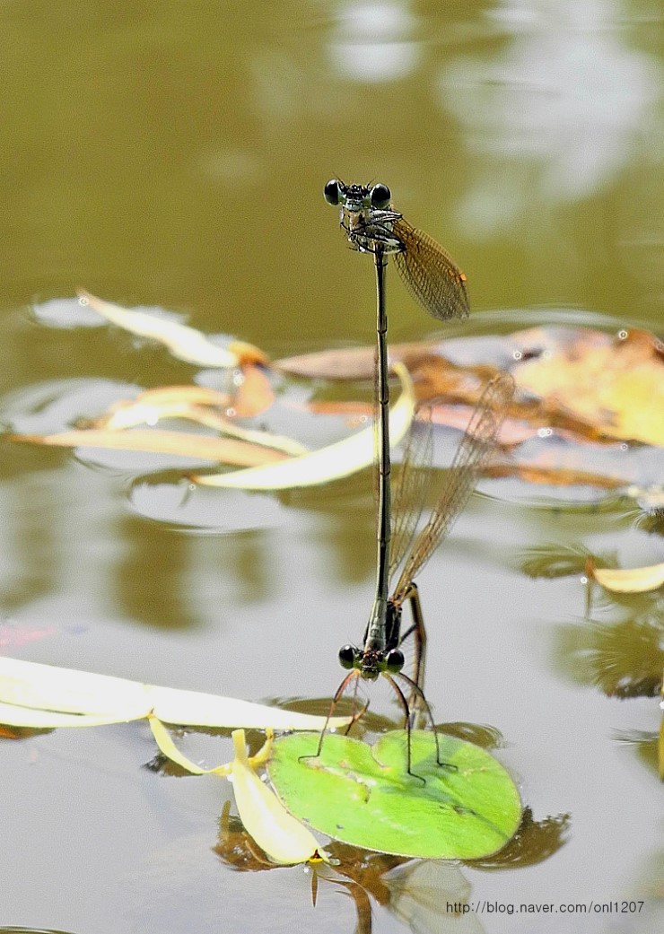 큰자실잠자리 : 네이버 블로그