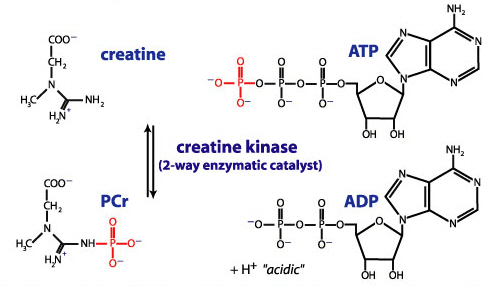 Creatine Kinase (CK, CPK), CK-MB 측정과 횡문근융해증 : 네이버 블로그