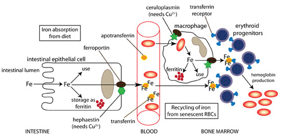 철대사 - serum iron,Transferrin,TIBC,Ferritin : 네이버 블로그