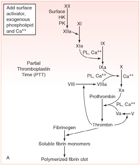 혈액응고검사-출혈질환 선별검사 : PT, APTT, TT : 네이버 블로그