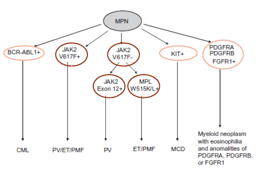 골수증식종양(MPN)의 분류와 진단기준 : 네이버 블로그