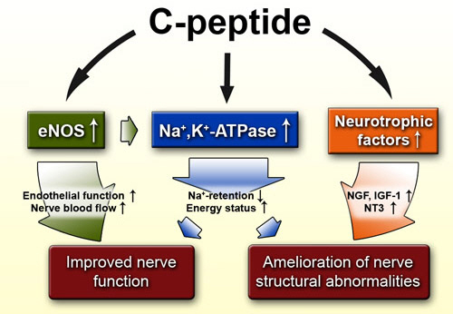 C-peptide, 측정방법과 임상적 의의(당뇨병) : 네이버 블로그