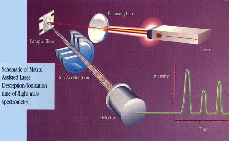 말디토프 질량분석기(MALDI-TOF MS) 원리, 구성 및 응용 : 네이버 블로그