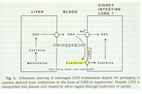 간기능개선 및 강화하는 간장약 성분의 종류와 효능간보호제간에좋은영양제 간수치낮추는 밀크씨시슬 실리마린실리빈
