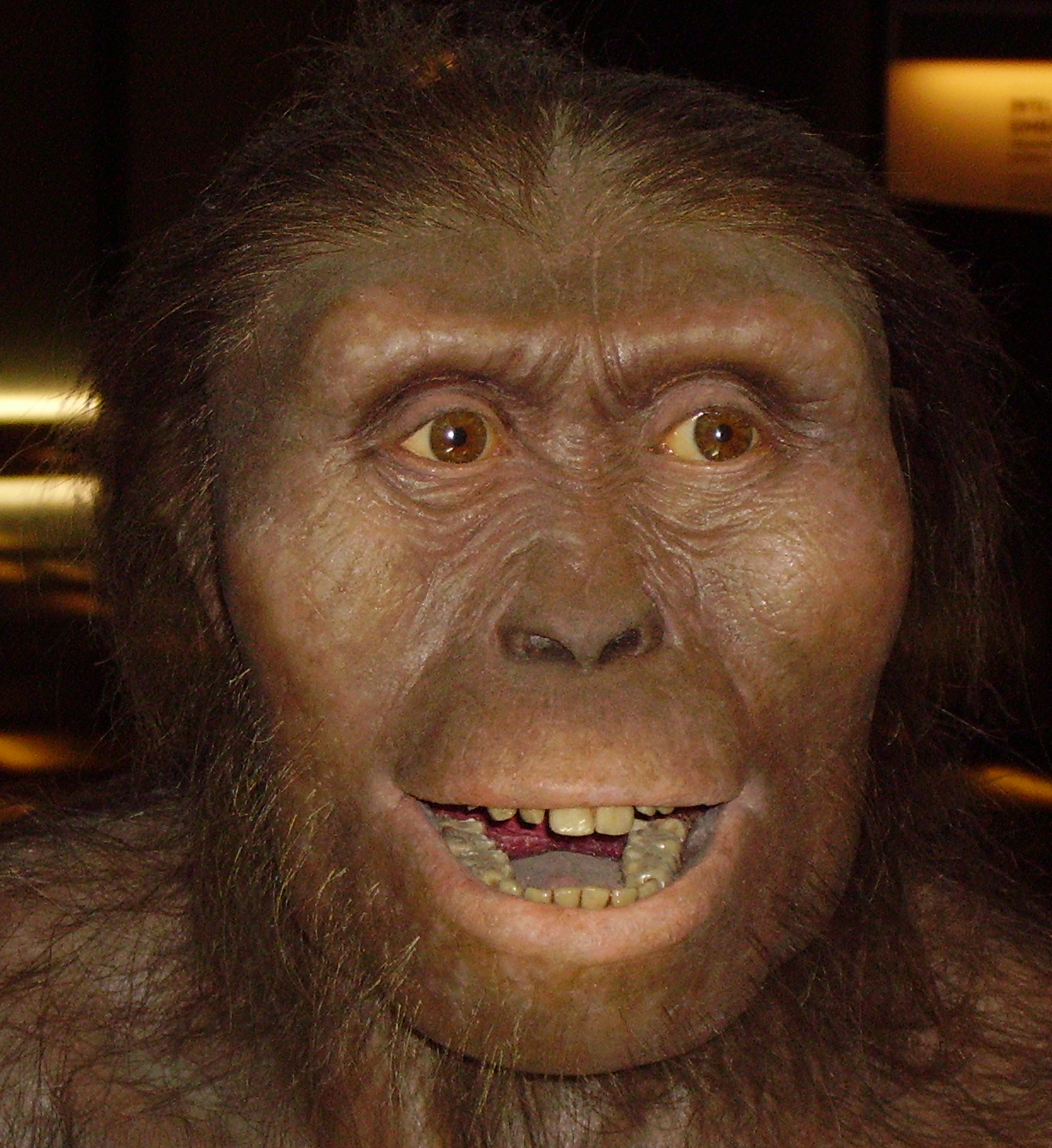 Australopithecus afarensis(오스트랄로피테쿠스 아파렌시스) : 네이버 블로그