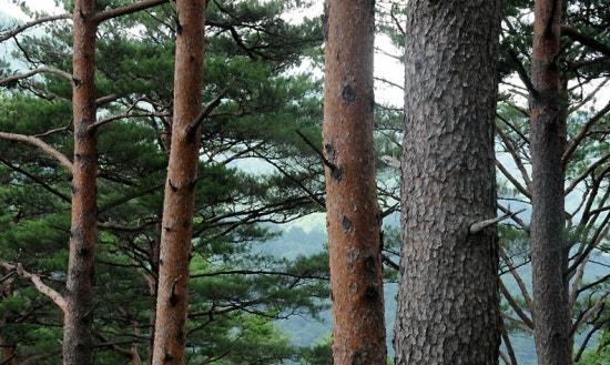 소나무의 종류(육송,금강송,리기다소나무) : 네이버 블로그