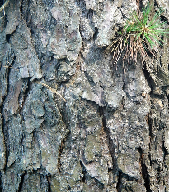 소나무의 종류(육송,금강송,리기다소나무) : 네이버 블로그