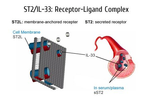 Soluble ST2 (sST2), 새로운 생물학적 심장표지자 : 네이버 블로그