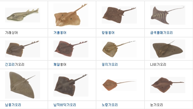 가오리, 홍어, 간재미 이야기 ~ 가오리종류, 비교법, 유래, 요리, 간재미무침, 홍탁 등 v1.1 : 네이버 블로그