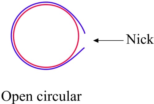 [플라스미드(Plasmid) DNA - I -] 플라스미드 DNA란 무엇인가? : 네이버 블로그