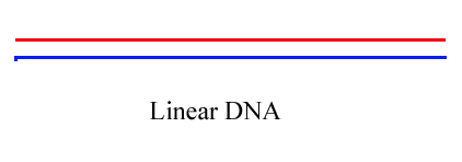 [플라스미드(Plasmid) DNA - I -] 플라스미드 DNA란 무엇인가? : 네이버 블로그