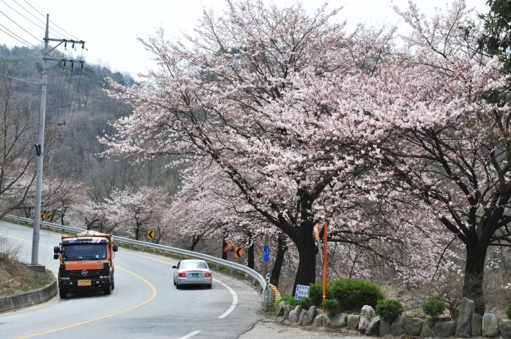 충북 제천시 2021년 청풍호벚꽃축제 24회 가는길 위치 주소 벗꽃 벚꽃여행 봄꽃여행 제천 청풍호 벚꽃축제 가까운