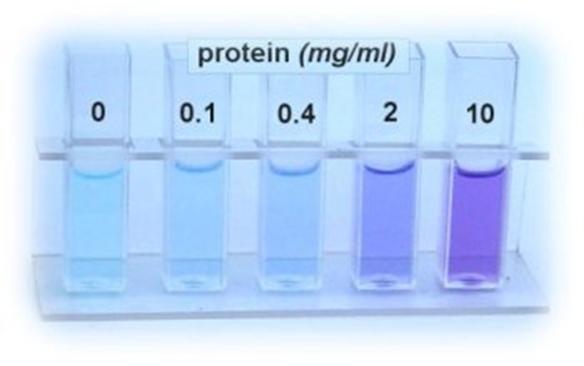 Biuret test .뷰렛 테스트.뷰렛 시험 : 네이버 블로그