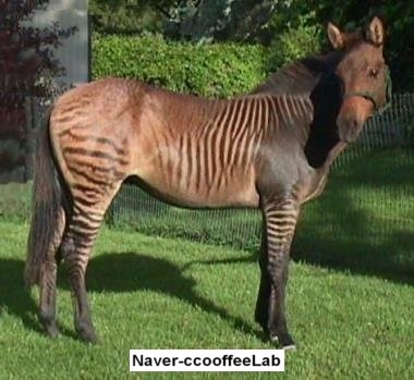 인간의 심심풀이로 태어난 하이브리드(Hybrid, 잡종) 개들 : 네이버 블로그