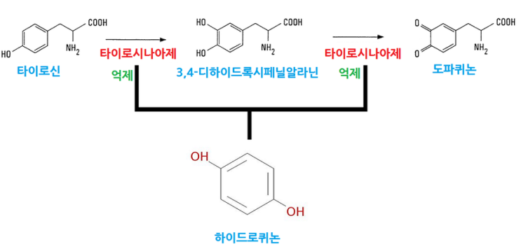 기미약 정리 2편 기미 치료에 가장 많이 사용하는 하이드로퀴논 제제에 대한 효과와 부작용 그리고 플러스팁까지