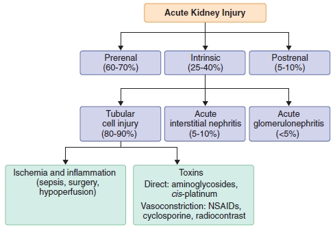 [전공의] 급성 신손상, 신후성, Acute kidney injury (2), postrenal : 네이버 블로그