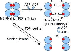 대장암 종양표지자 M2-PK (M2-Pyruvate Kinase) : 네이버 블로그