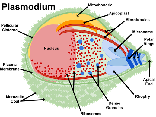 원생생물 Protoctist Protoctistans : 네이버 블로그