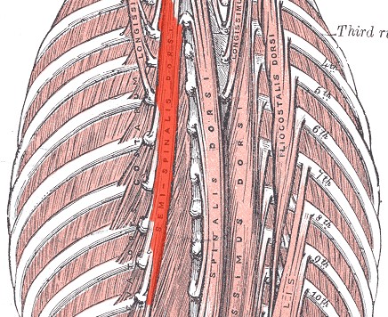 Semispinalis : 반극근 : 네이버 블로그