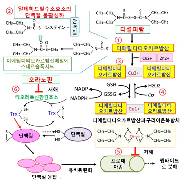 암세포의 산화스트레스를 높이는 방법3 디설피람과 오라노핀 네이버 블로그