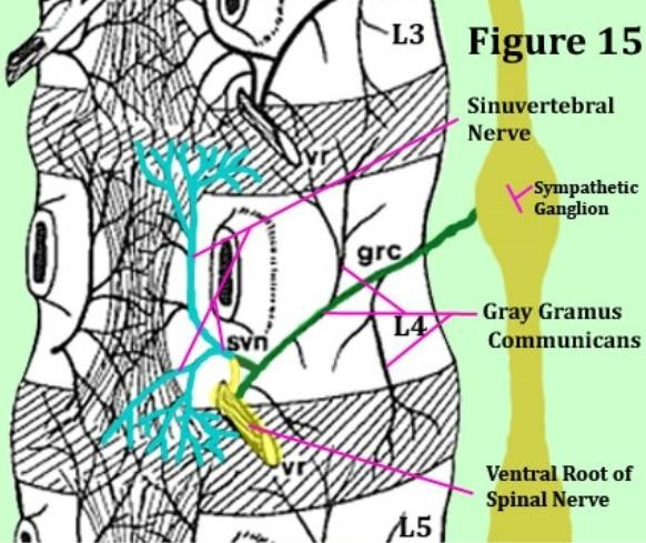 [척추] 해부학 : 척수(Spinal Cord) 및 척추신경(Spinal Nerve) & Branch : 네이버 블로그