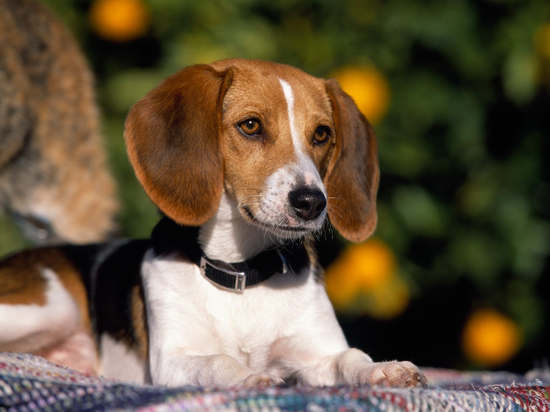 아메리칸 폭스하운드 American Foxhound 네이버 블로그