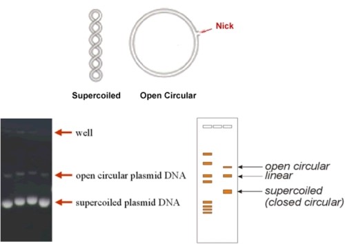 [플라스미드(Plasmid) DNA의 분리]플라스미드 DNA의 Agarose Gel Electrophoresis(전기영동 ...