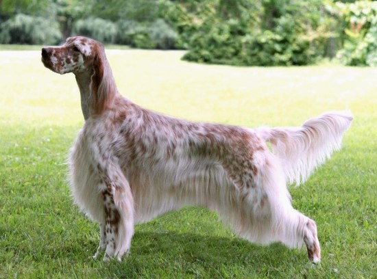 잉글리시 세터(English Setter) : 네이버 블로그
