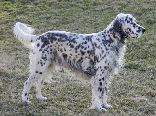 잉글리시 세터(English Setter) : 네이버 블로그
