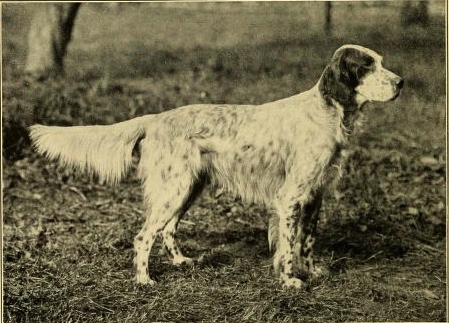 잉글리시 세터(English Setter) : 네이버 블로그