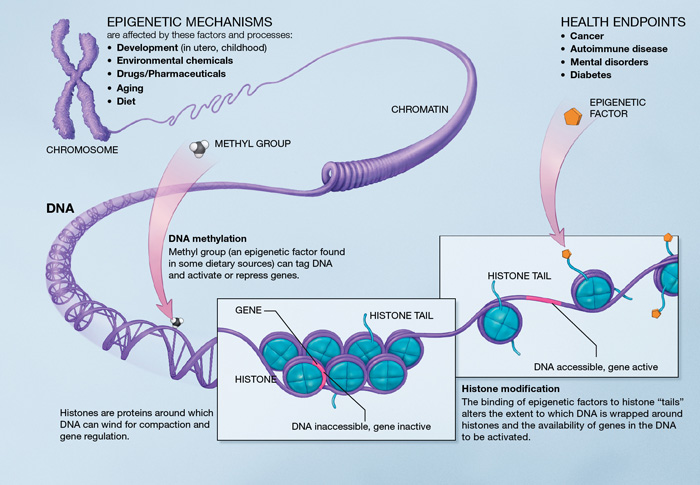 후성유전학(epigenetics), 유전자 조절에서 DNA 메틸화 : 네이버 블로그