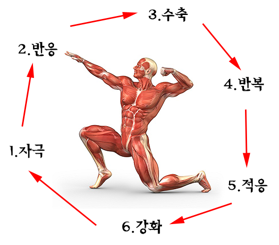 근수축의 원리근원섬유미오신필라멘트액틴필라멘트atp칼슘이온크로스브릿지근세사활주설 네이버 블로그