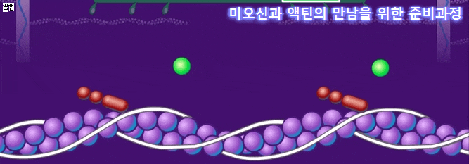 근수축의 원리근원섬유미오신필라멘트액틴필라멘트atp칼슘이온크로스브릿지근세사활주설 네이버 블로그