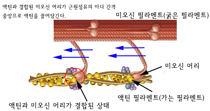 근수축의 원리근원섬유미오신필라멘트액틴필라멘트atp칼슘이온크로스브릿지근세사활주설 네이버 블로그
