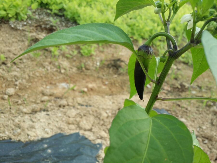 가지고추.보라색고추가 열리기 시작 하네요 : 네이버 블로그