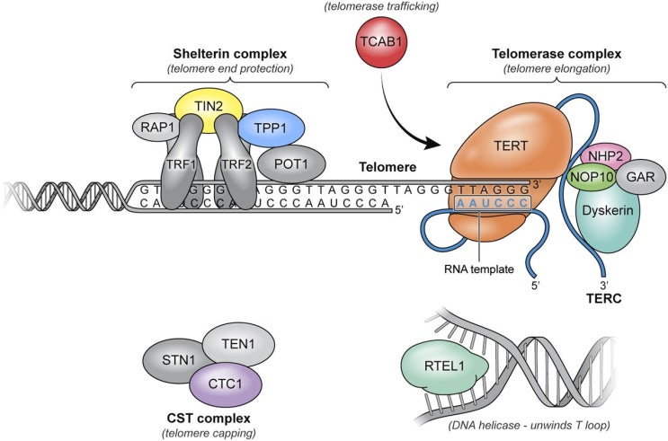 텔로미어(telomere)와 텔로머라제(telomerase), 그리고 골수부전 : 네이버 블로그