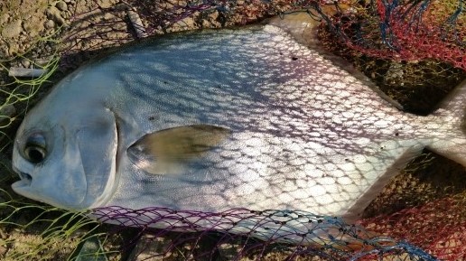 【병어돔이라 불리우는 무점매가리(라운드폼파노/Round Pompano)와 병어】 : 네이버 블로그