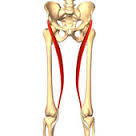 전상장골극(ASIS- anterior superior iliac spine) : 네이버 블로그