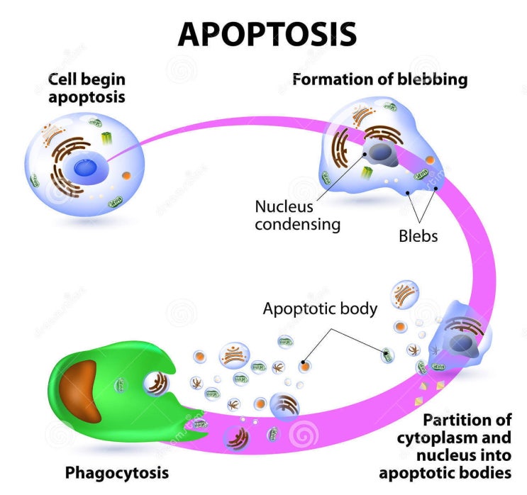 세포자멸사, 아포프토시스 apoptosis : 네이버 블로그