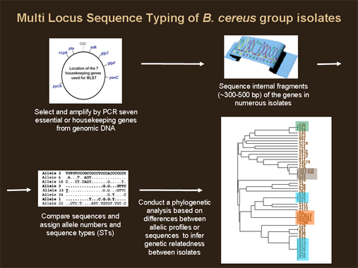Multilocus Sequence Typing (MLST) 원리, 방법 및 임상응용 : 네이버 블로그