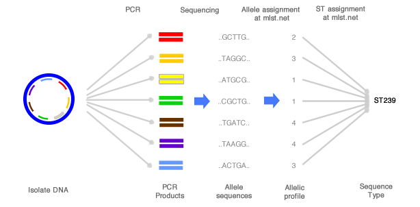 Multilocus Sequence Typing (MLST) 원리, 방법 및 임상응용 : 네이버 블로그